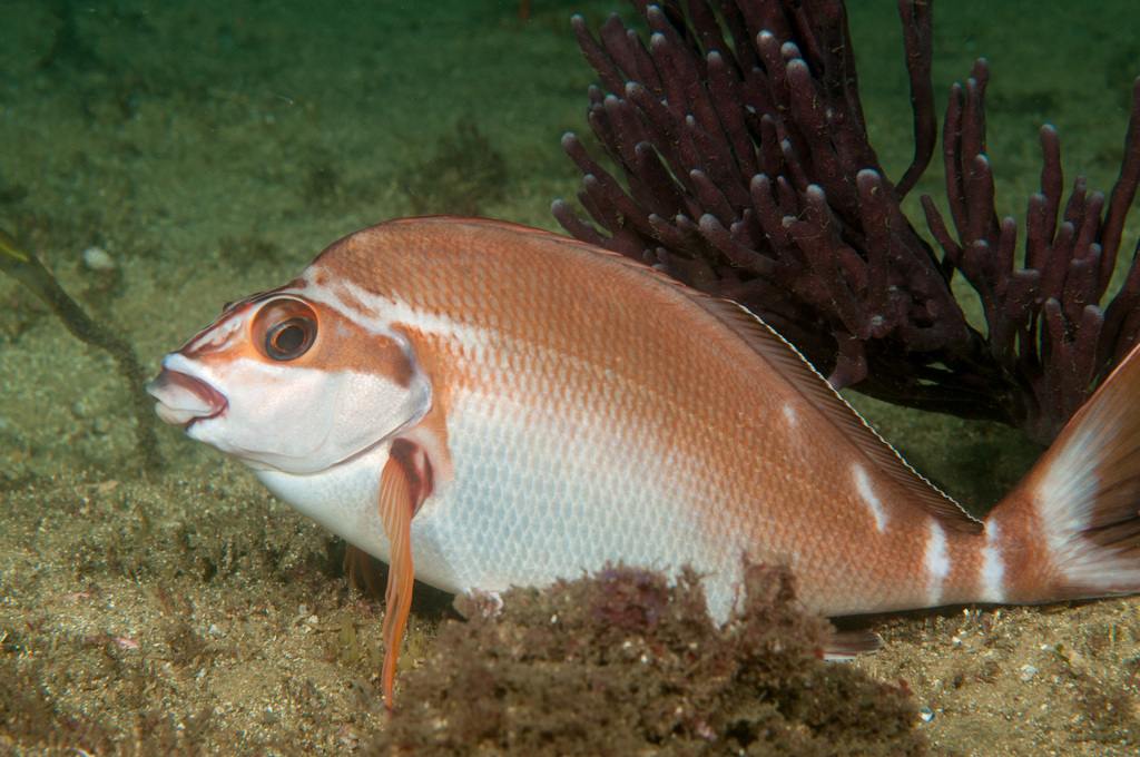Trumpeters (Latridae) - Marine Life Identification