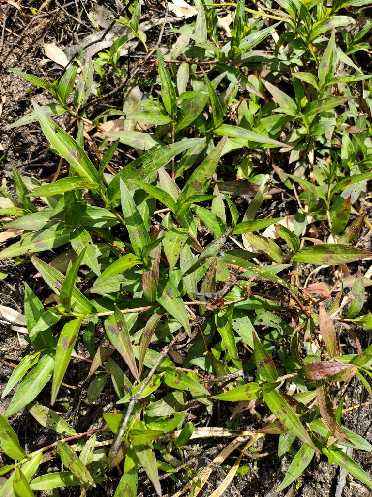 slender knotweed from Melbourne VIC, Australia on February 20, 2022 at ...