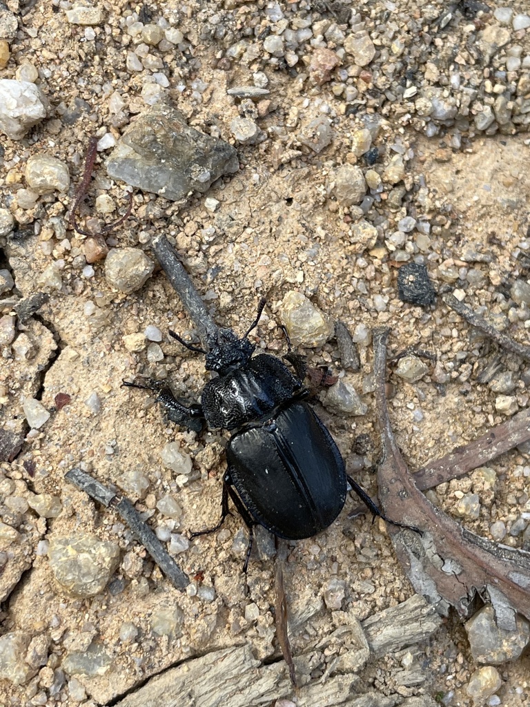 Safrina jugularis from Tidbinbilla Nature Reserve, Paddys River, ACT ...
