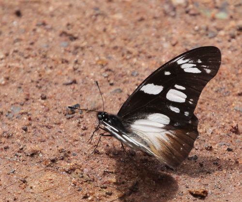 Graphium almansor · iNaturalist Mexico