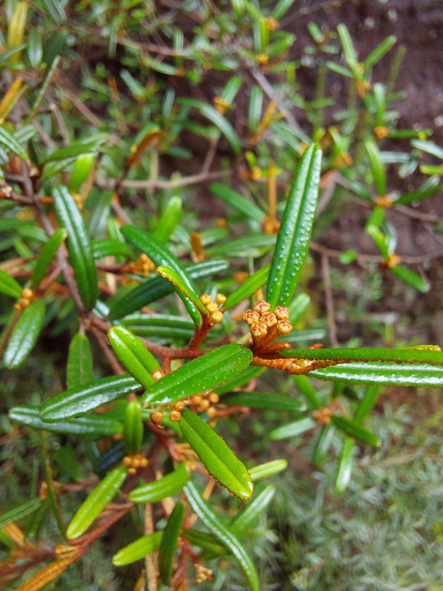 Phebalium squamulosum Vent.
