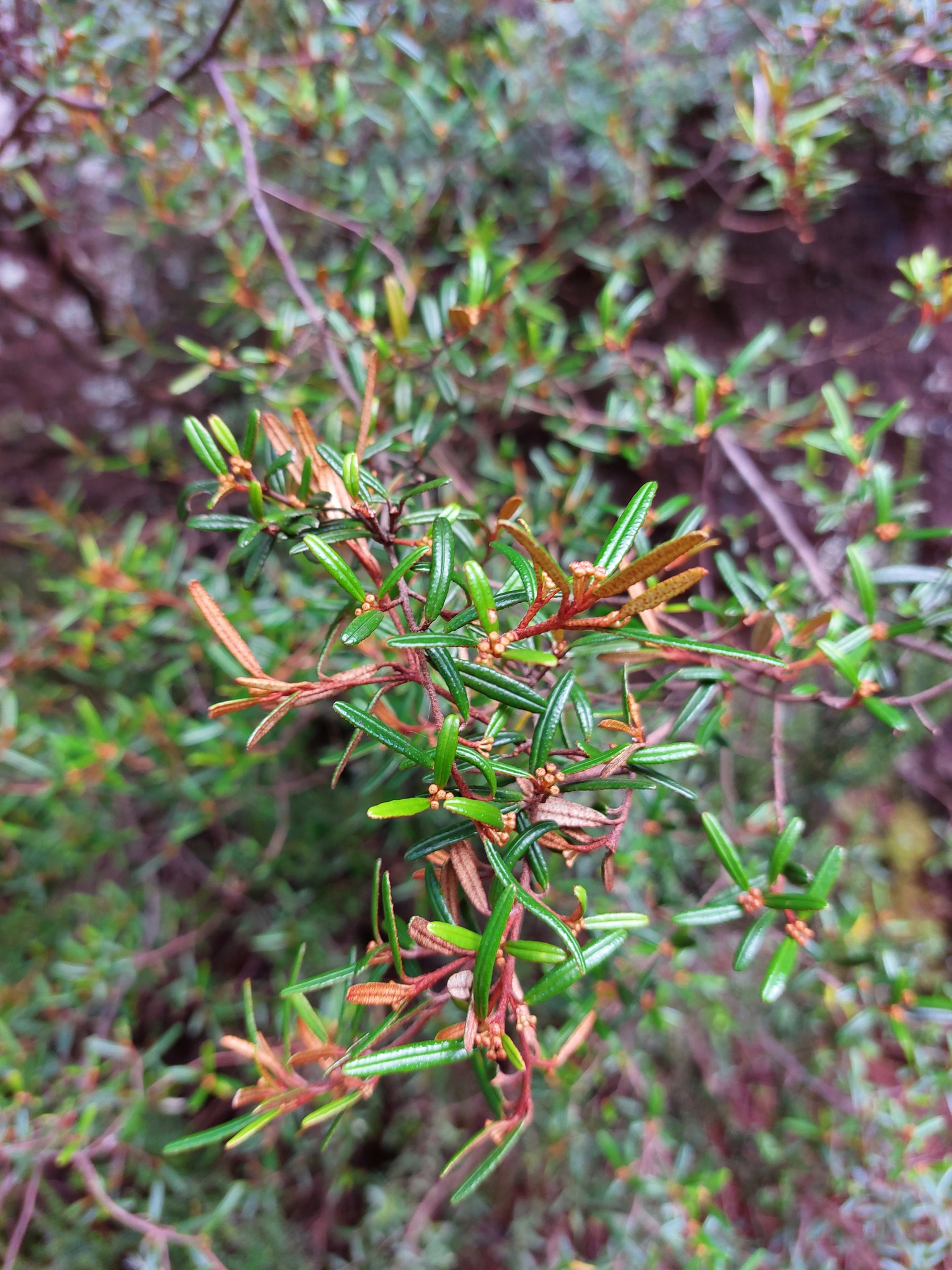 Phebalium squamulosum Vent.