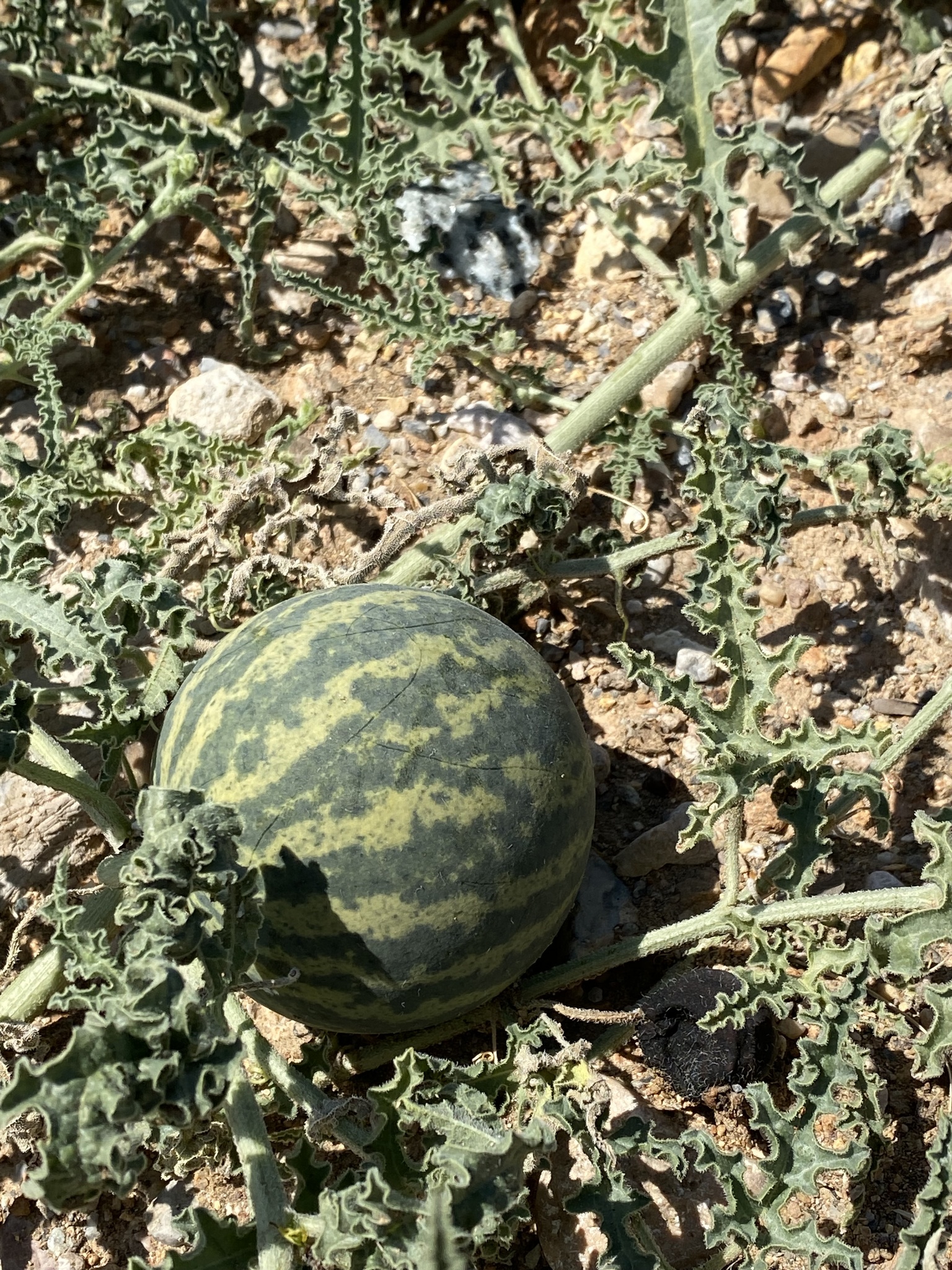 Citrullus colocynthis (L.) Schrader