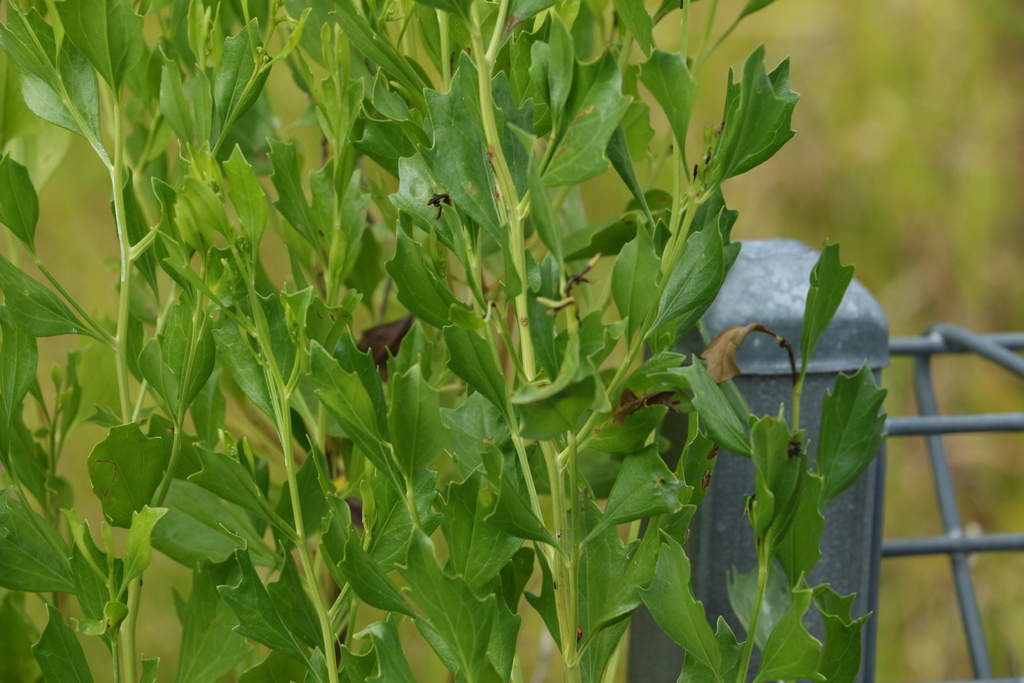 groundsel tree from Maroochy, Queensland, Australia on February 19 ...