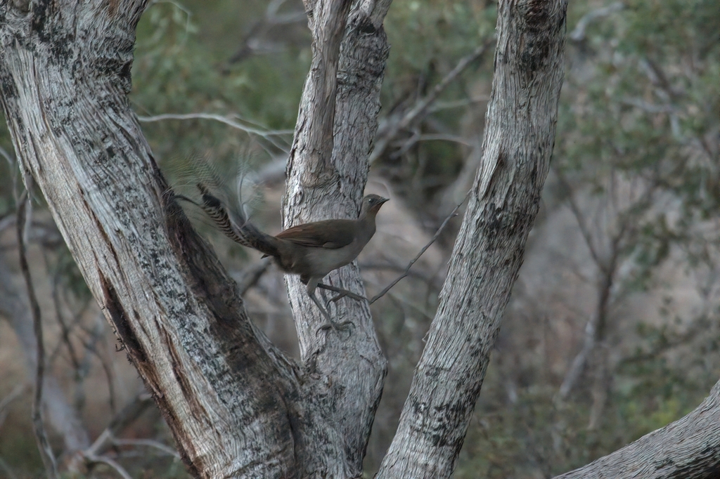 Superb Lyrebird from Girraween QLD 4382, Australia on November 26, 2020 ...