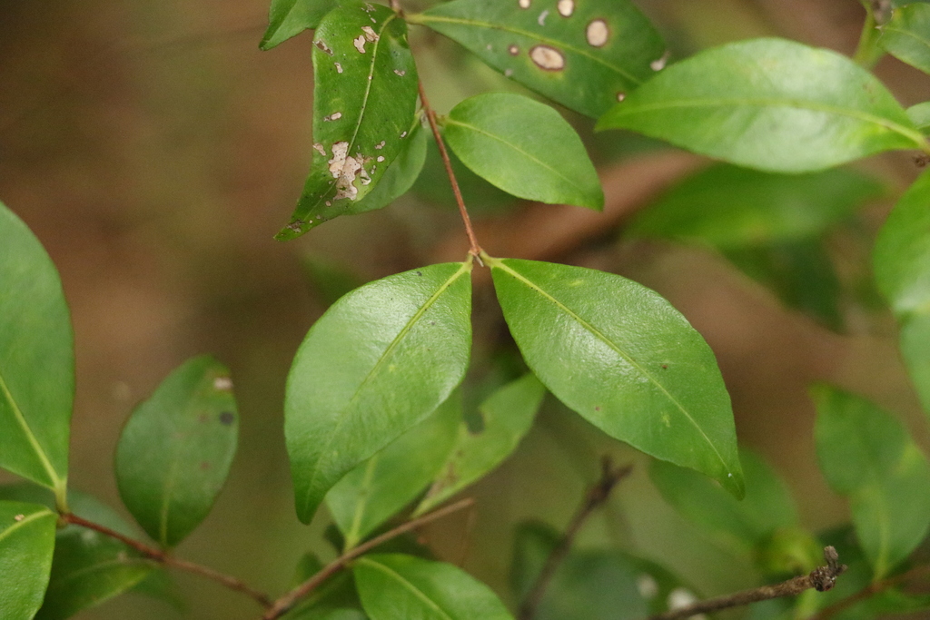 Grey Myrtle from Maroochy, Queensland, Australia on February 19, 2022 ...