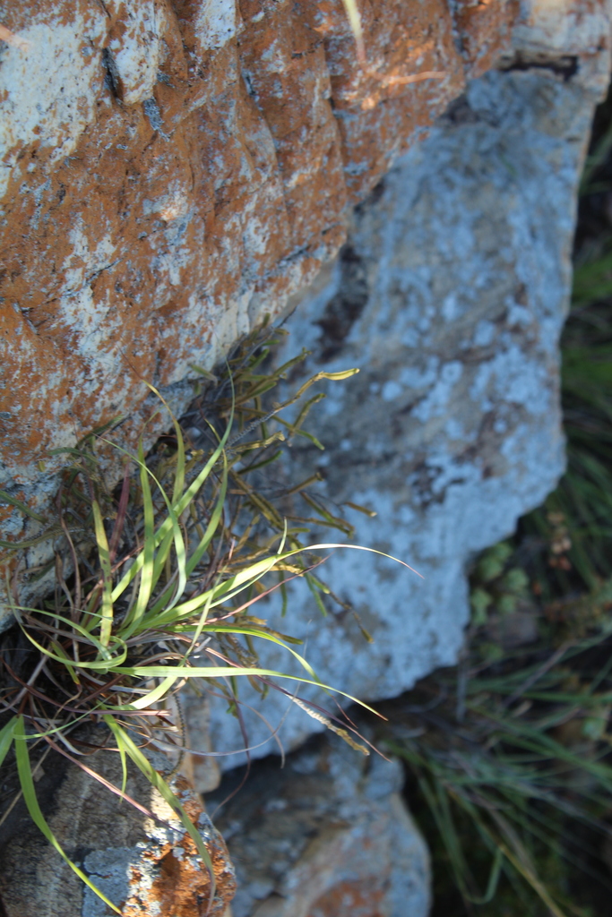 lizard's-tail from Western District, South Africa on February 18, 2022 ...
