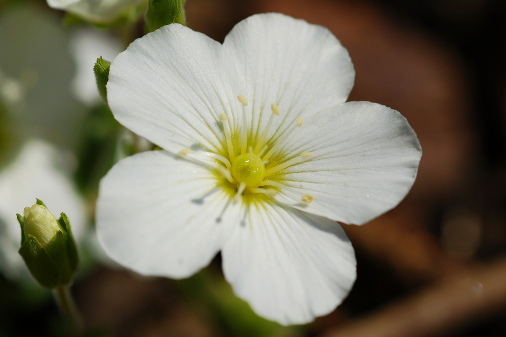 Arenaria (Caryophyllaceae (Pink) of the Pacific Northwest) · iNaturalist