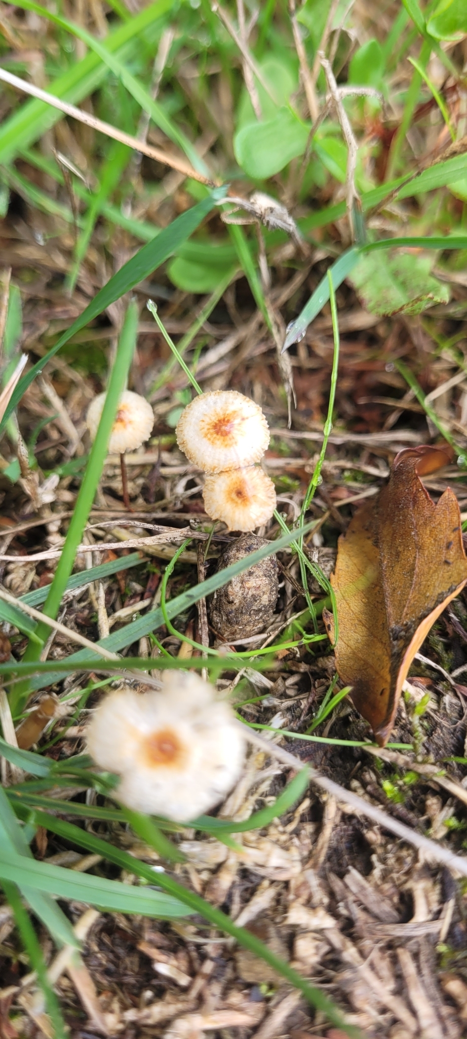 Crinipellis Pat., 1889