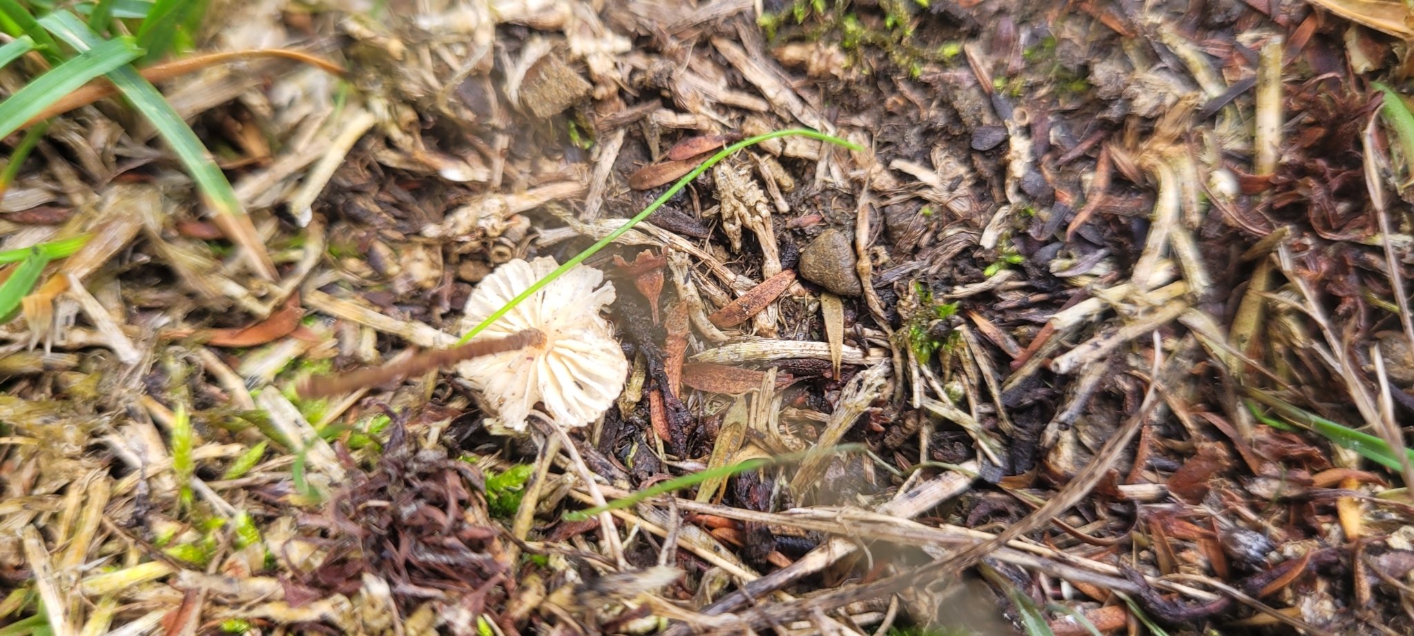 Crinipellis Pat., 1889