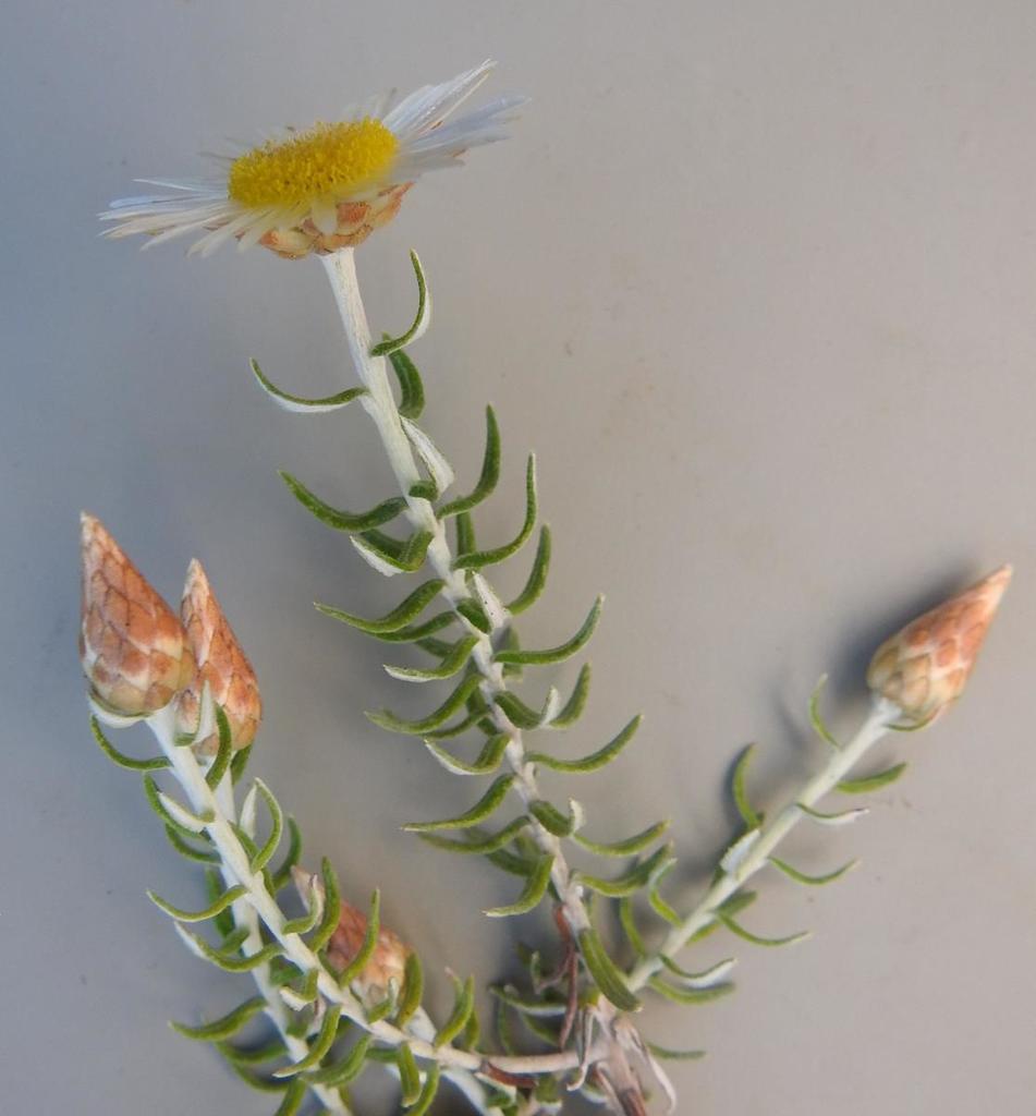 White Everlasting from Ehlanzeni, South Africa on February 7, 2022 at ...