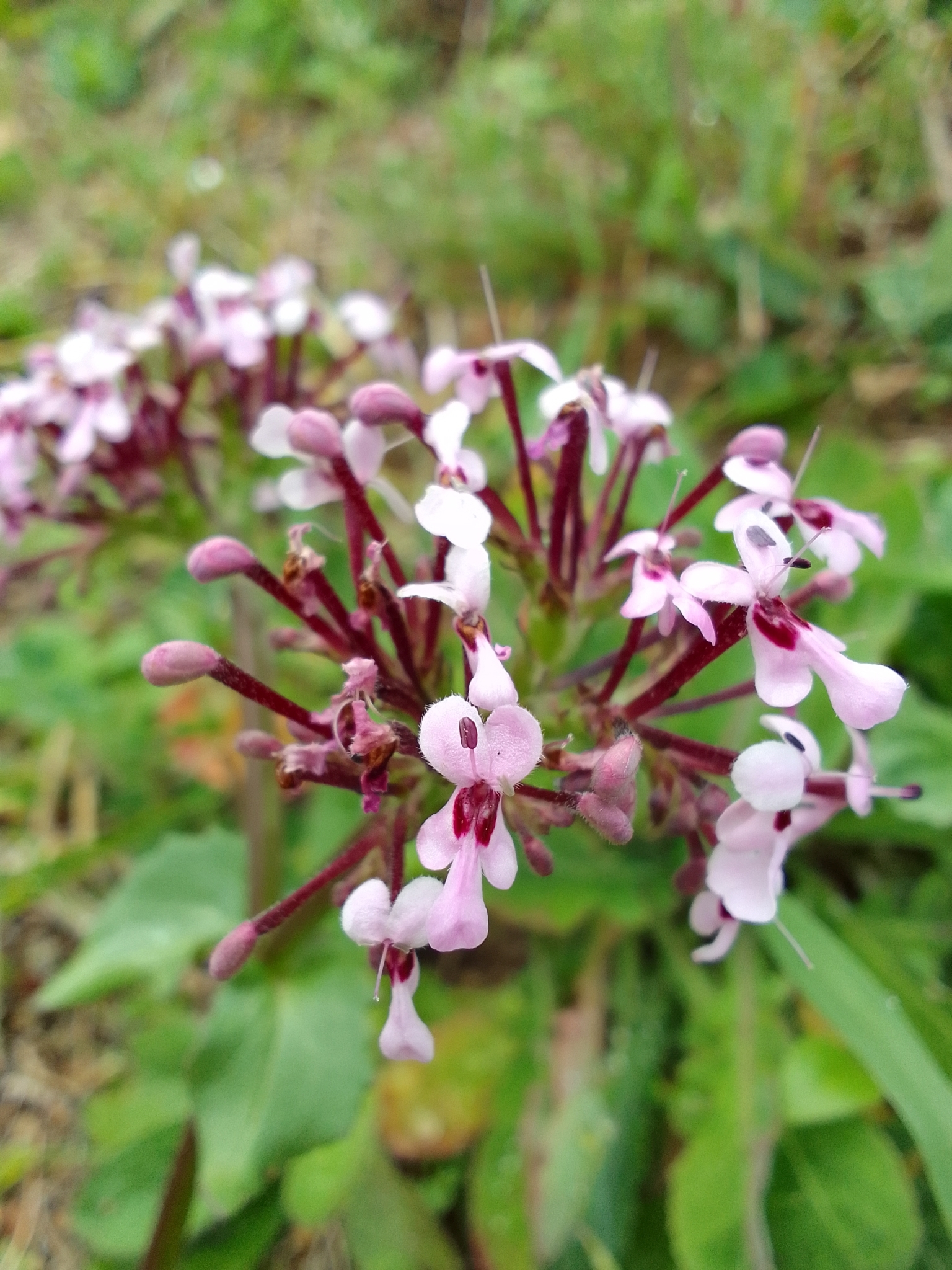Fedia graciliflora Fisch. & C.A.Mey.