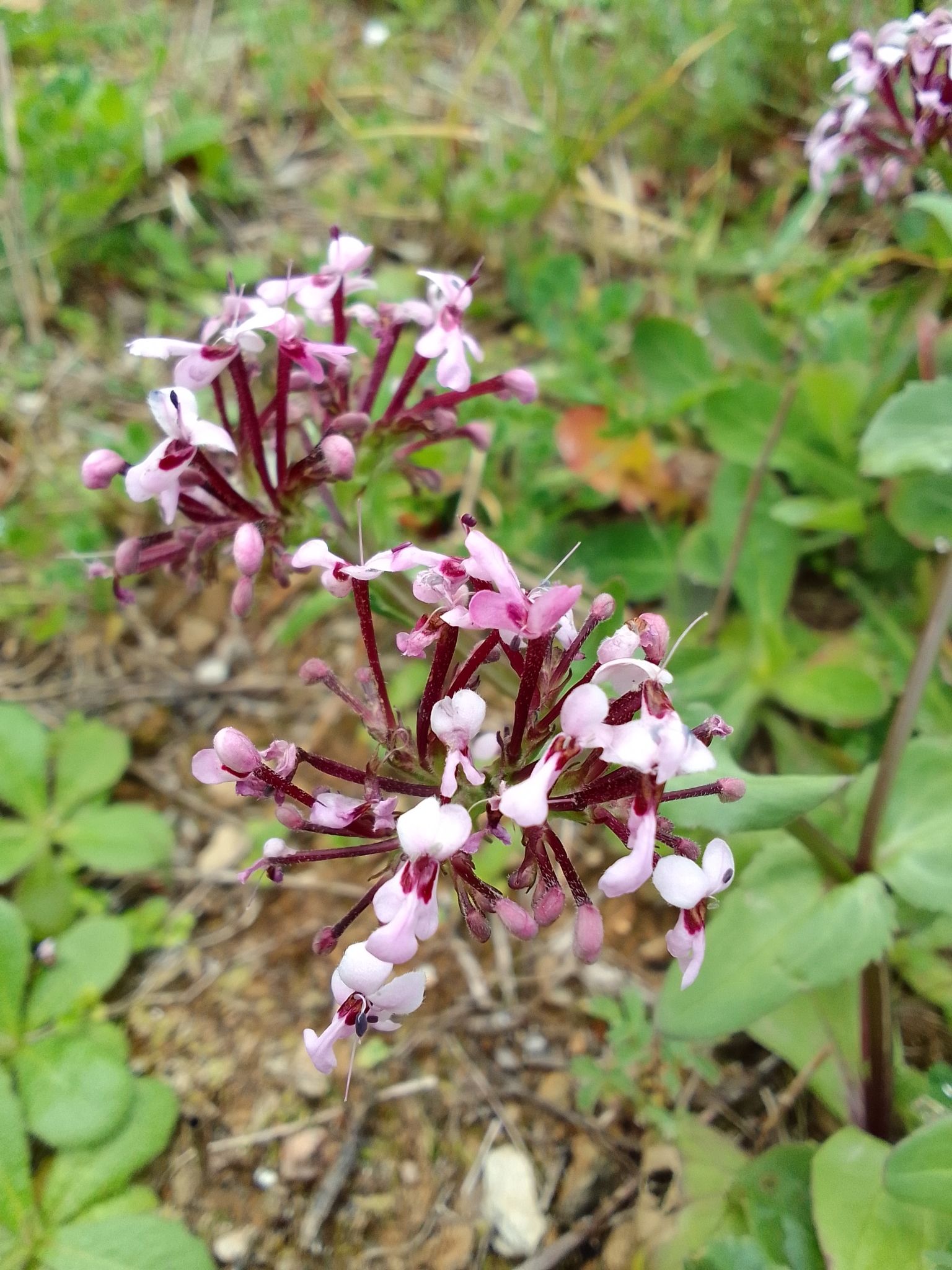 Fedia graciliflora Fisch. & C.A.Mey.