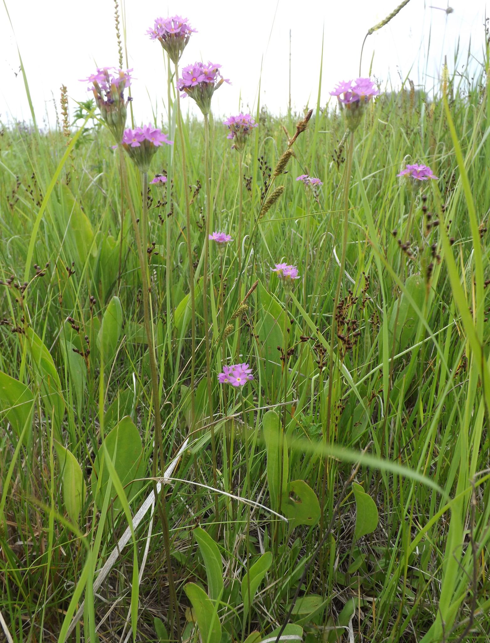 Primula longiscapa Ledeb.