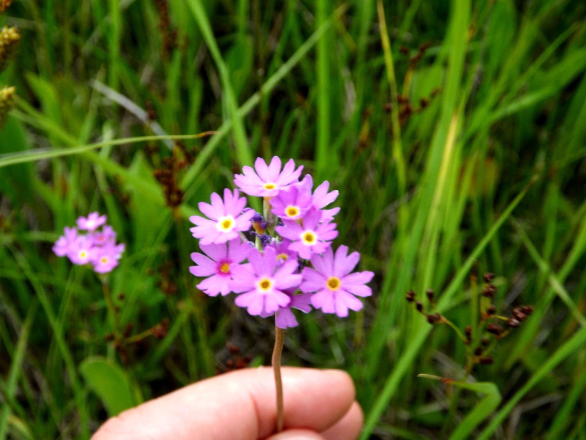Primula longiscapa Ledeb.