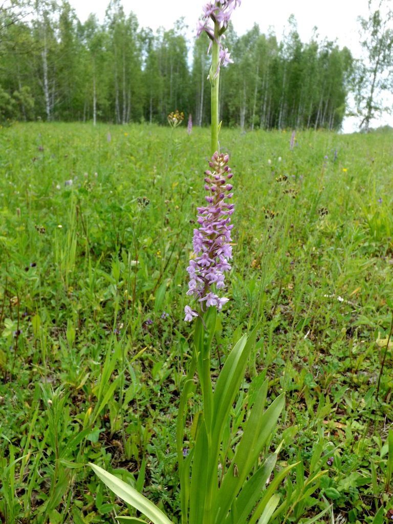Fragrant Orchid from Bolsheukovsky District, Omsk Oblast, Russia on ...
