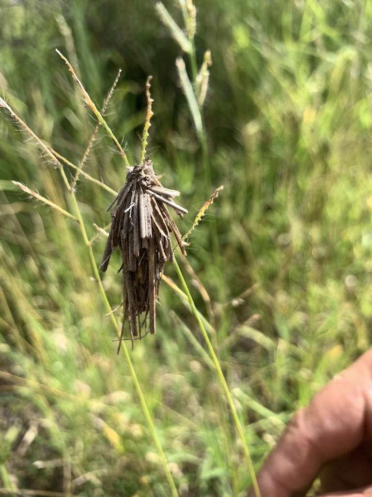 Bagworm Moths from LP, ZA on February 14, 2022 at 09:24 AM by Dr ...
