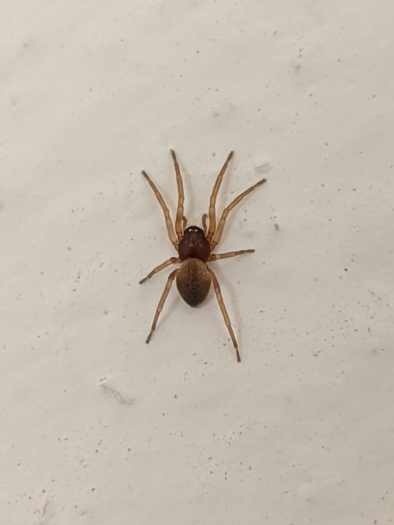 Broad-Faced Sac Spiders in February 2022 by aggranada · iNaturalist