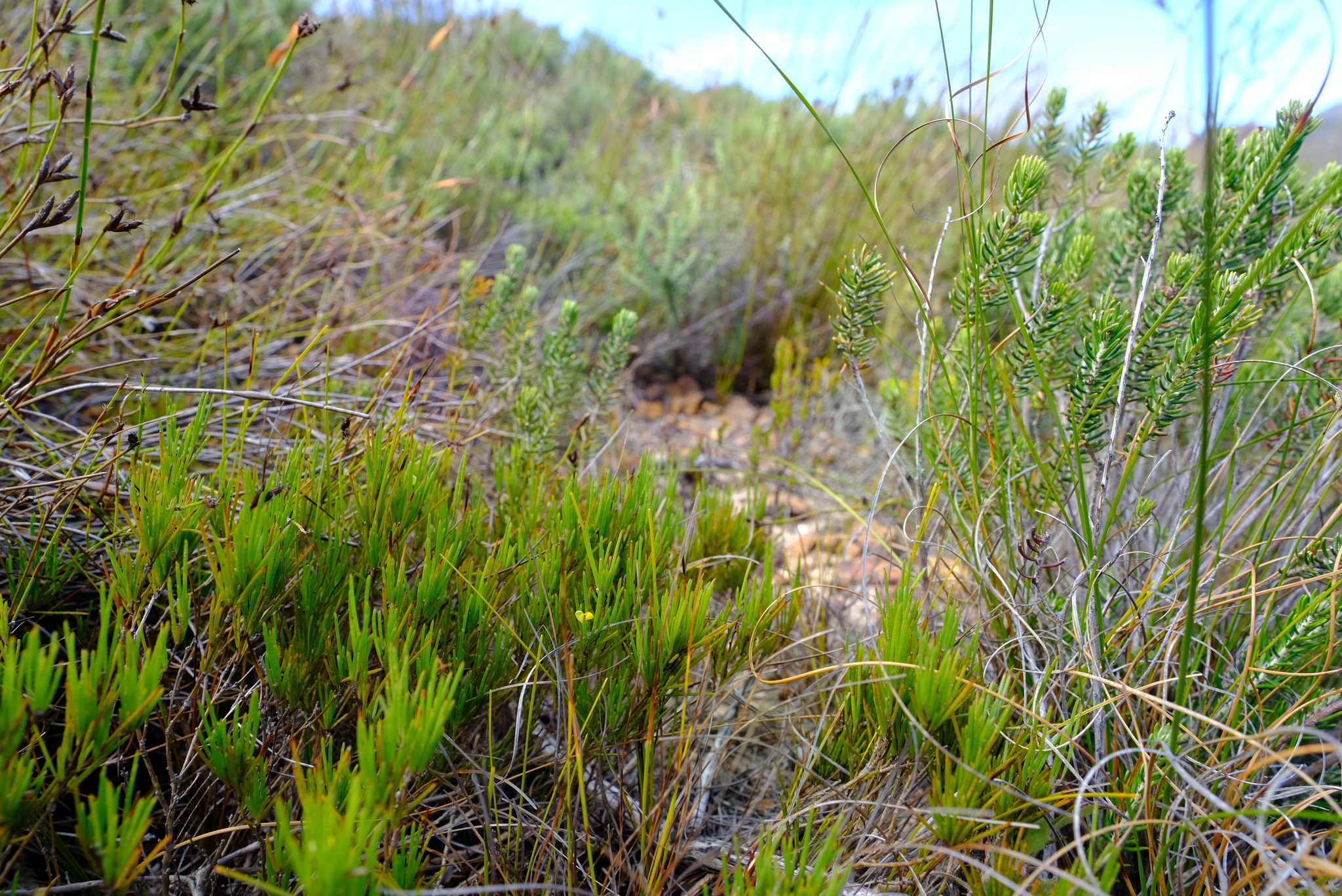 Aspalathus linearis (Burm.f.) R.Dahlgren
