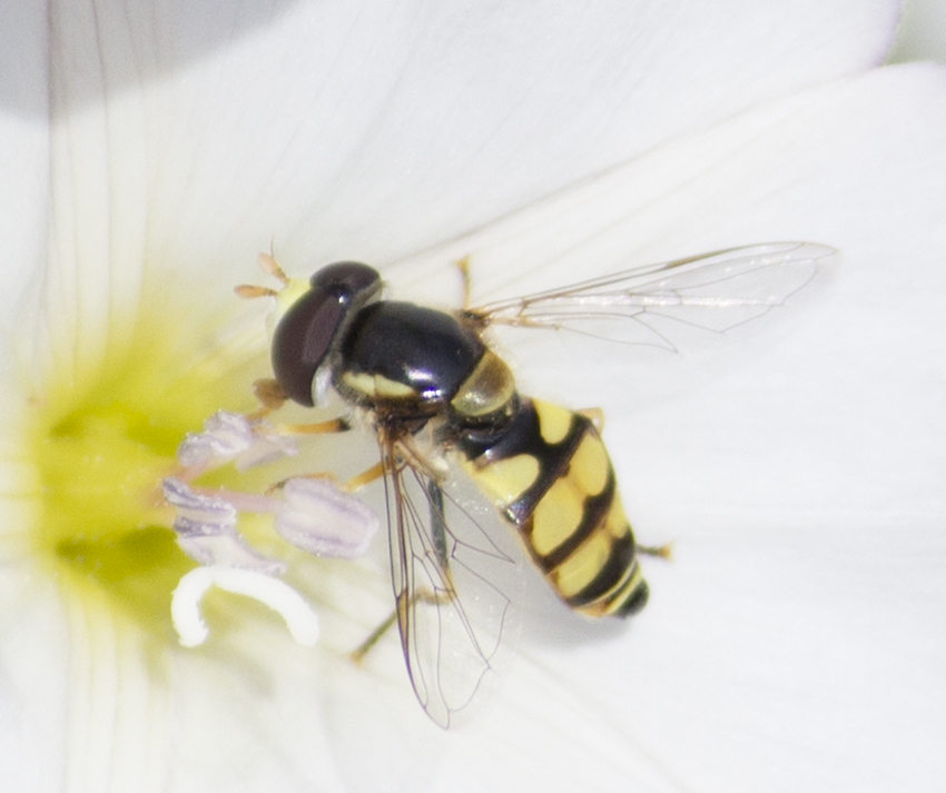 Yellow-shouldered Stout Hover Fly in February 2022 by Kerrie Jennings ...