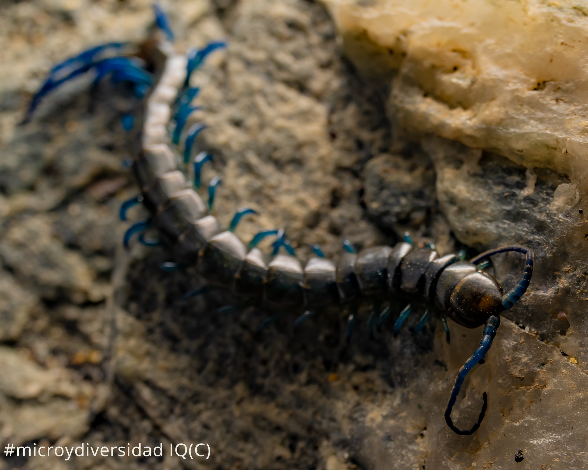 ($60) Blue-legged Centipede on Toyhouse