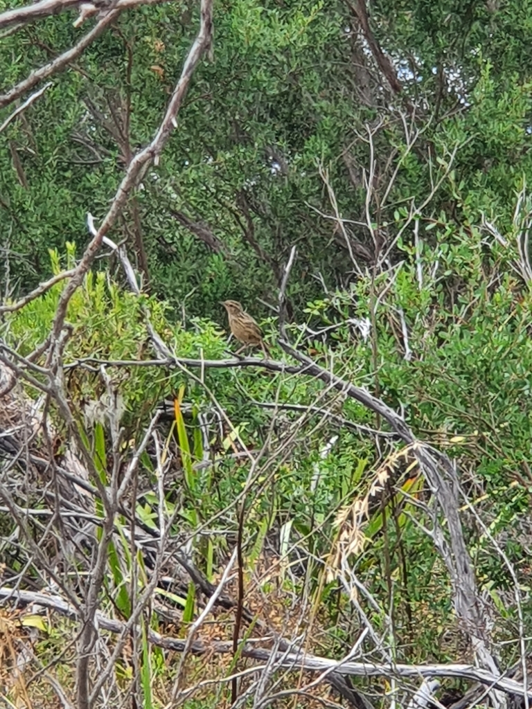 Striated Fieldwren from Edwards Point on January 29, 2022 at 01:06 PM ...