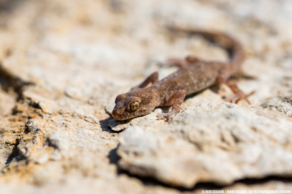 Kaspischer Even-fingered Gecko from Астраханская обл., Россия, 416532 ...