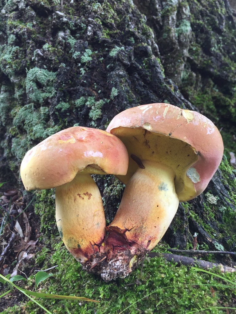 Butter Boletes from Ashland County, WI, USA on September 12, 2020 at 12 ...