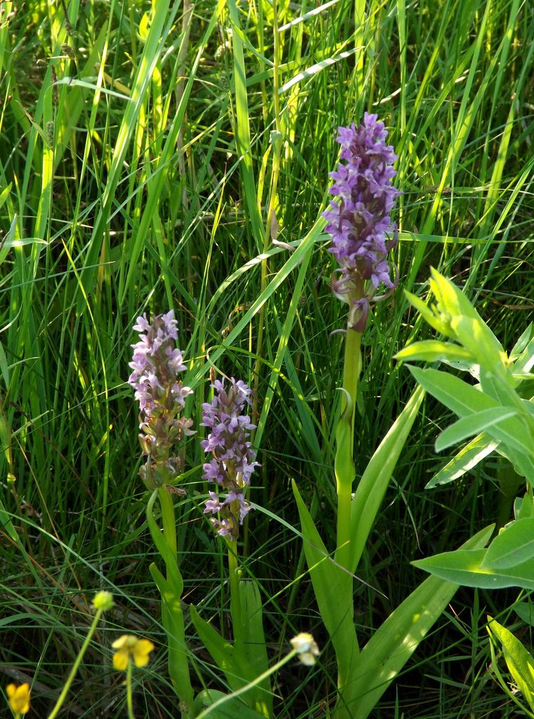Early Marsh-orchid in July 2018 by Andrey Efremov · iNaturalist