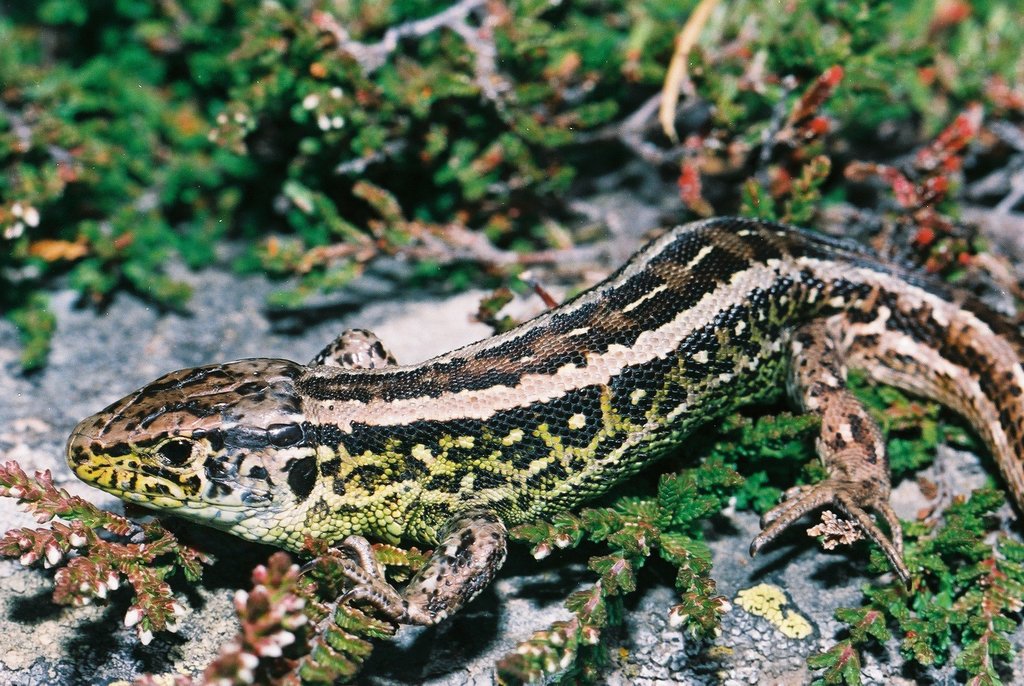 Lacerta agilis agilis from Mont Gerbier de Jonc, 07310 Saint-Martial ...