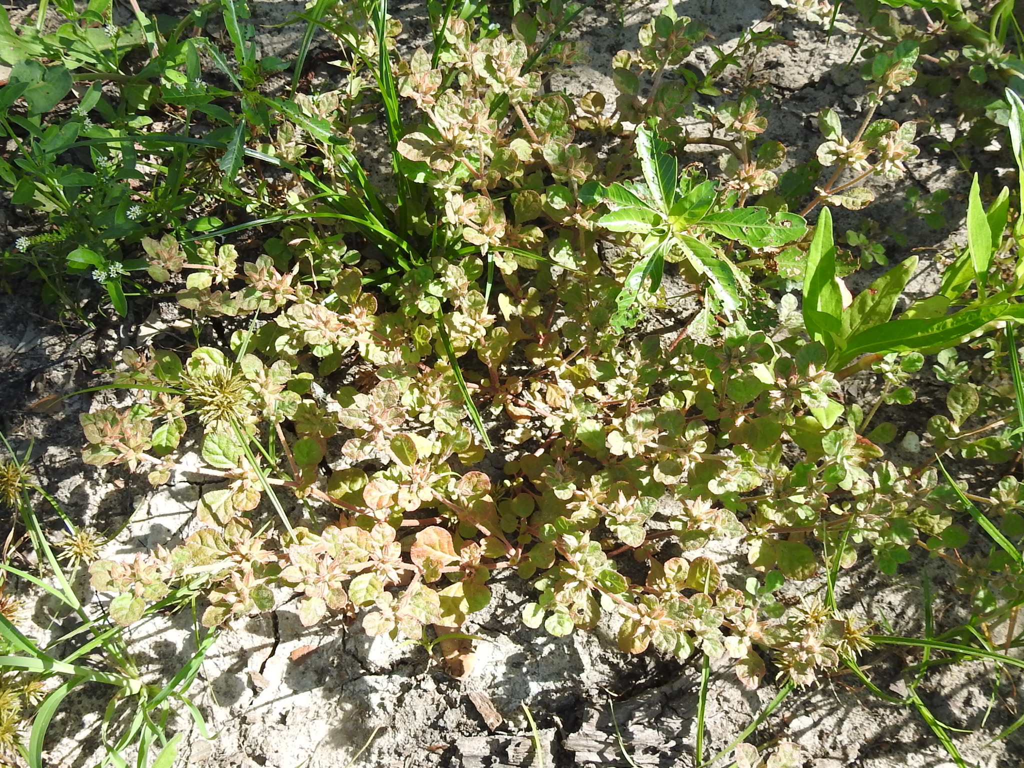 Glinus radiatus (Ruiz & Pav.) Rohrb.