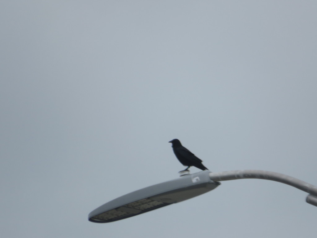 Crows and Ravens from 116 Grand Regency Blvd, Brandon, FL 33510, USA on ...