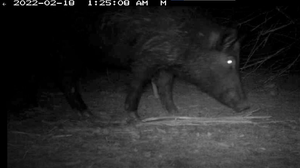 Wild Boar in February 2022 by aprilsee. Wild Boar Overgrown pasture ...