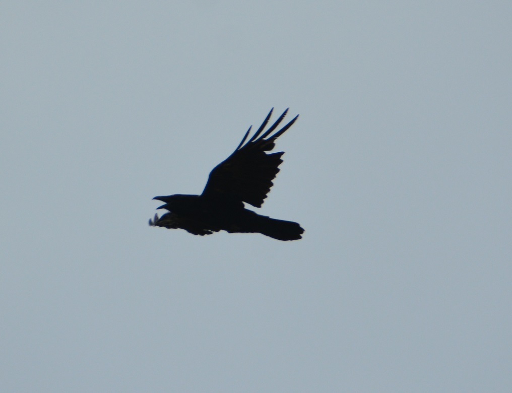 Common Raven from Hazelton, Youngstown, OH, USA on June 20, 2021 at 02: ...