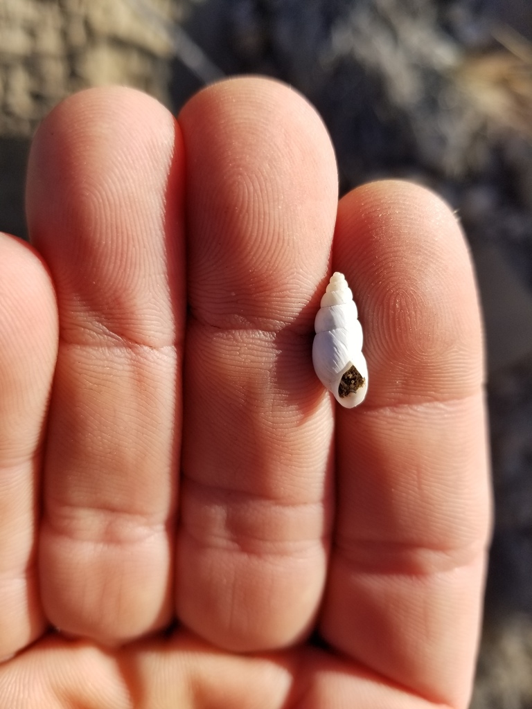 Whitewashed Rabdotus from Brewster County, TX, USA on February 18, 2022 ...