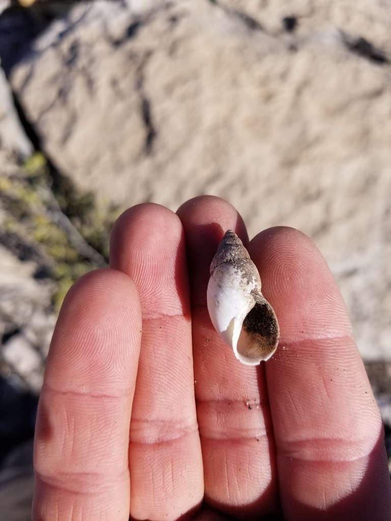Elongate Rabdotus Snail in February 2022 by Ben Hutchins. Not as ...