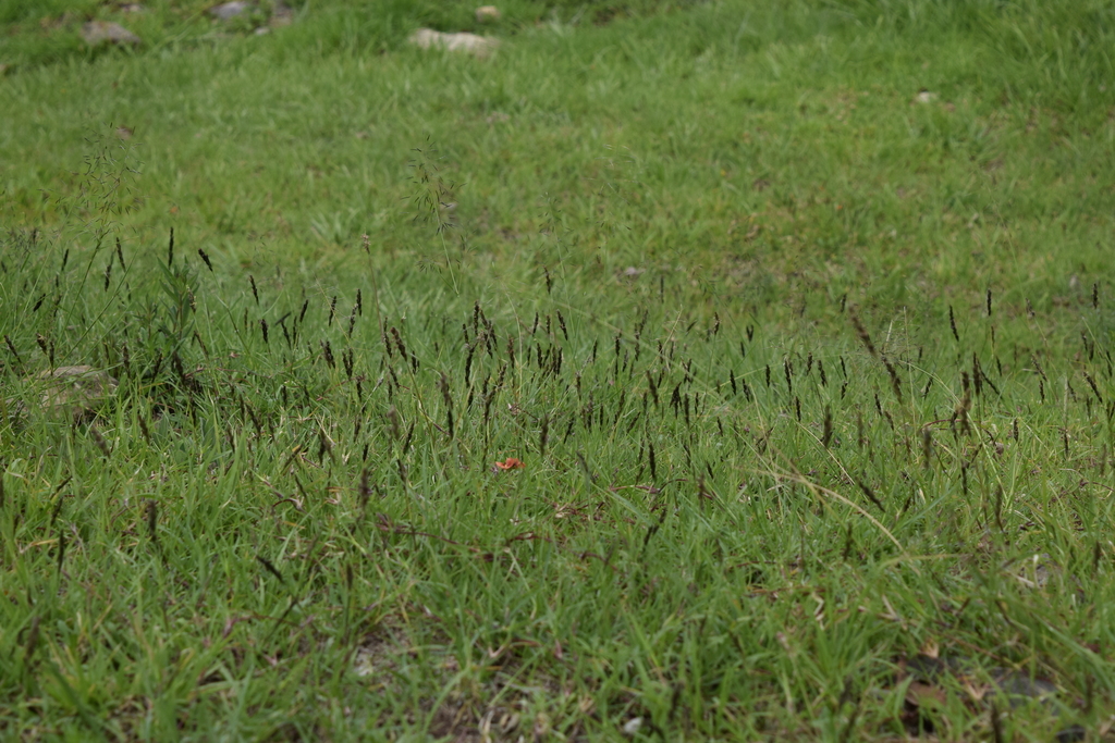 Hilaria cenchroides from Tepotzotlán, State of Mexico, Mexico on June ...