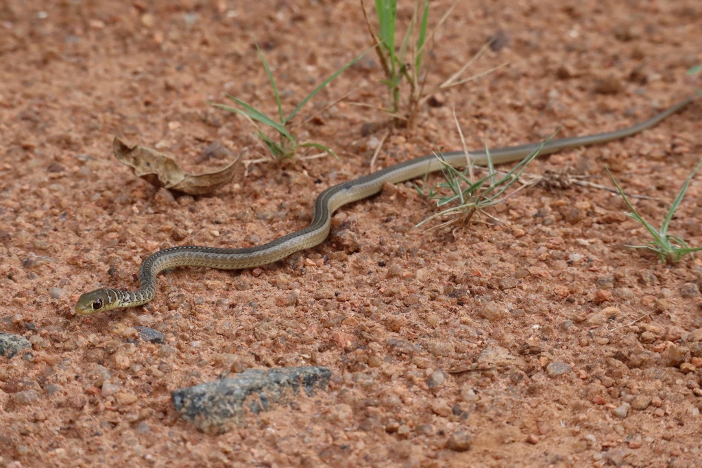 Short-snouted Whip Snake from Casper Street, Pretoria, GP, ZA on ...