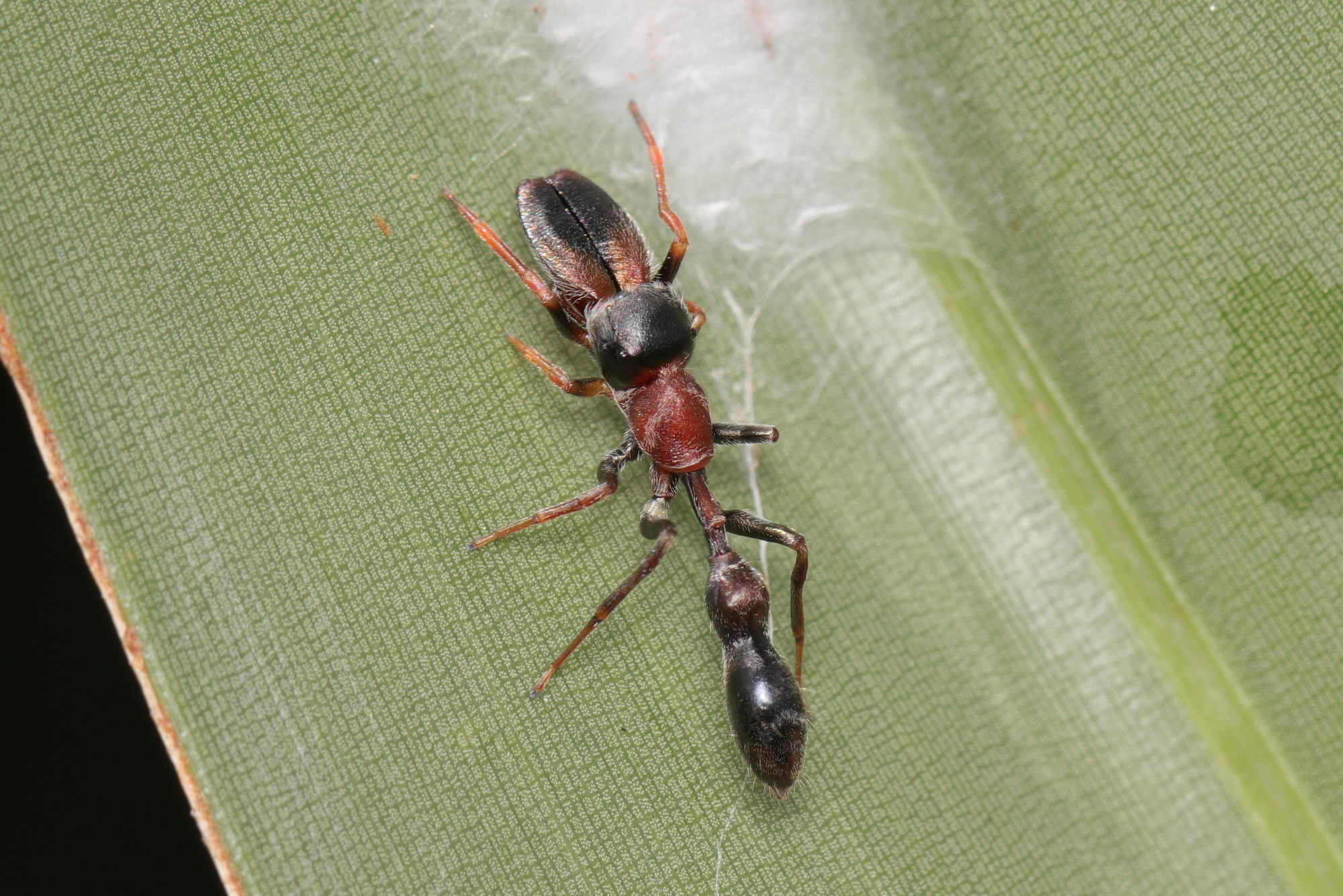 Myrmarachne melanocephala MacLeay, 1839