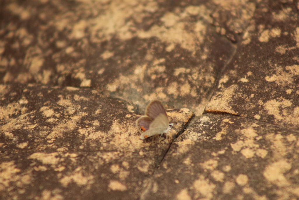 Typical Blues from Mkhomazi Wilderness area, South Africa on February ...