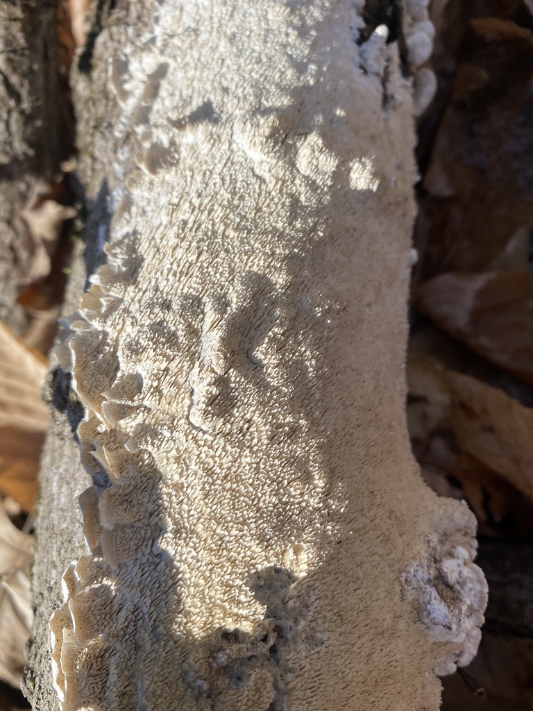 Milk-white Toothed Polypore from Griffy Lake Nature Preserve ...