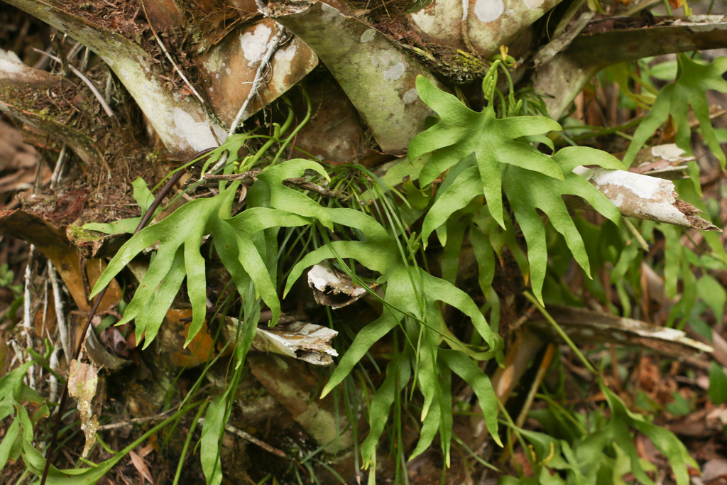 hand fern in February 2022 by Logan Crees · iNaturalist