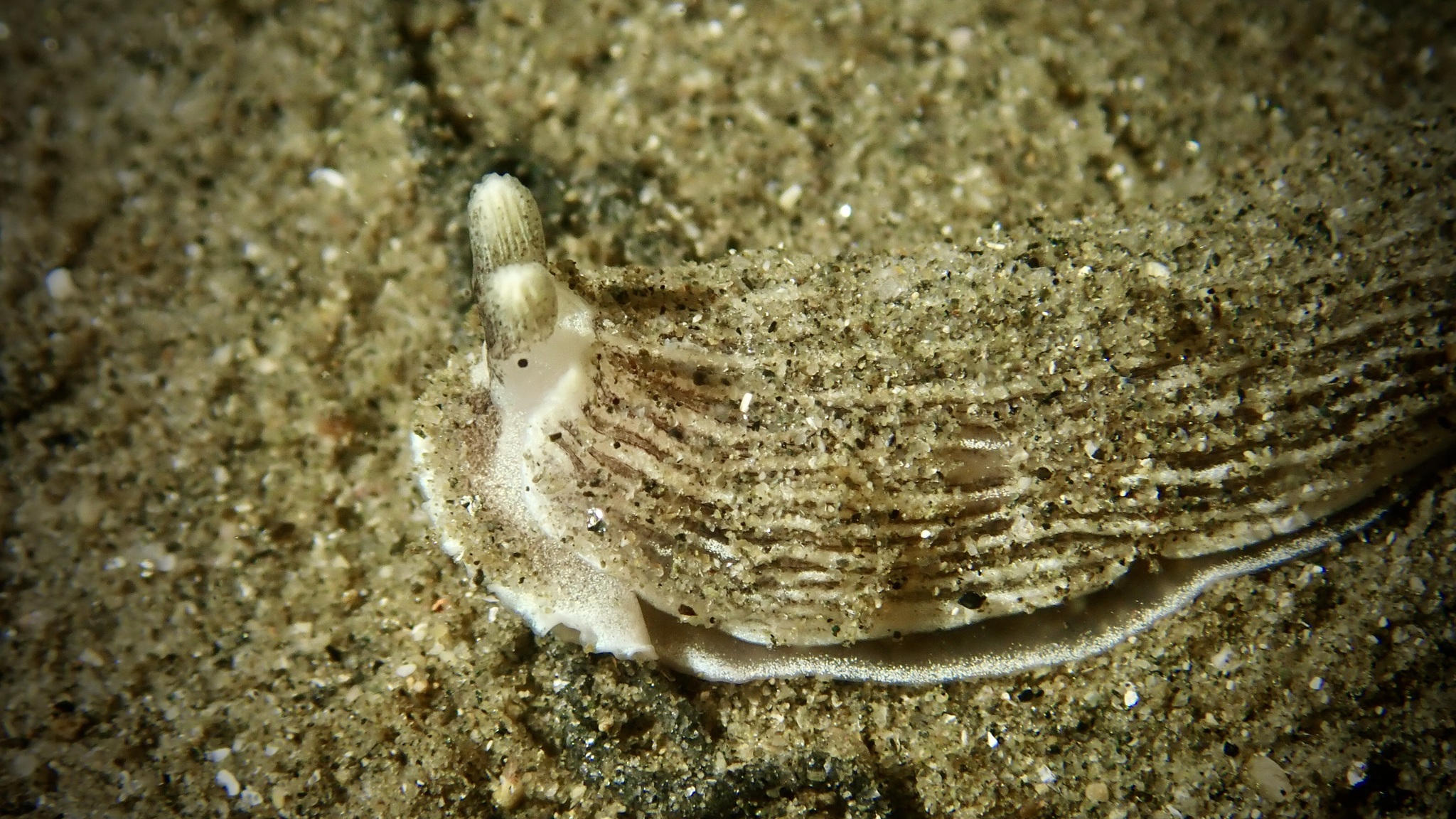 Armina californica (J.G.Cooper, 1863)