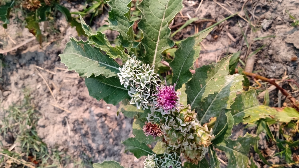 Pacourina edulis on February 19, 2022 at 09:21 AM by Francisco González ...