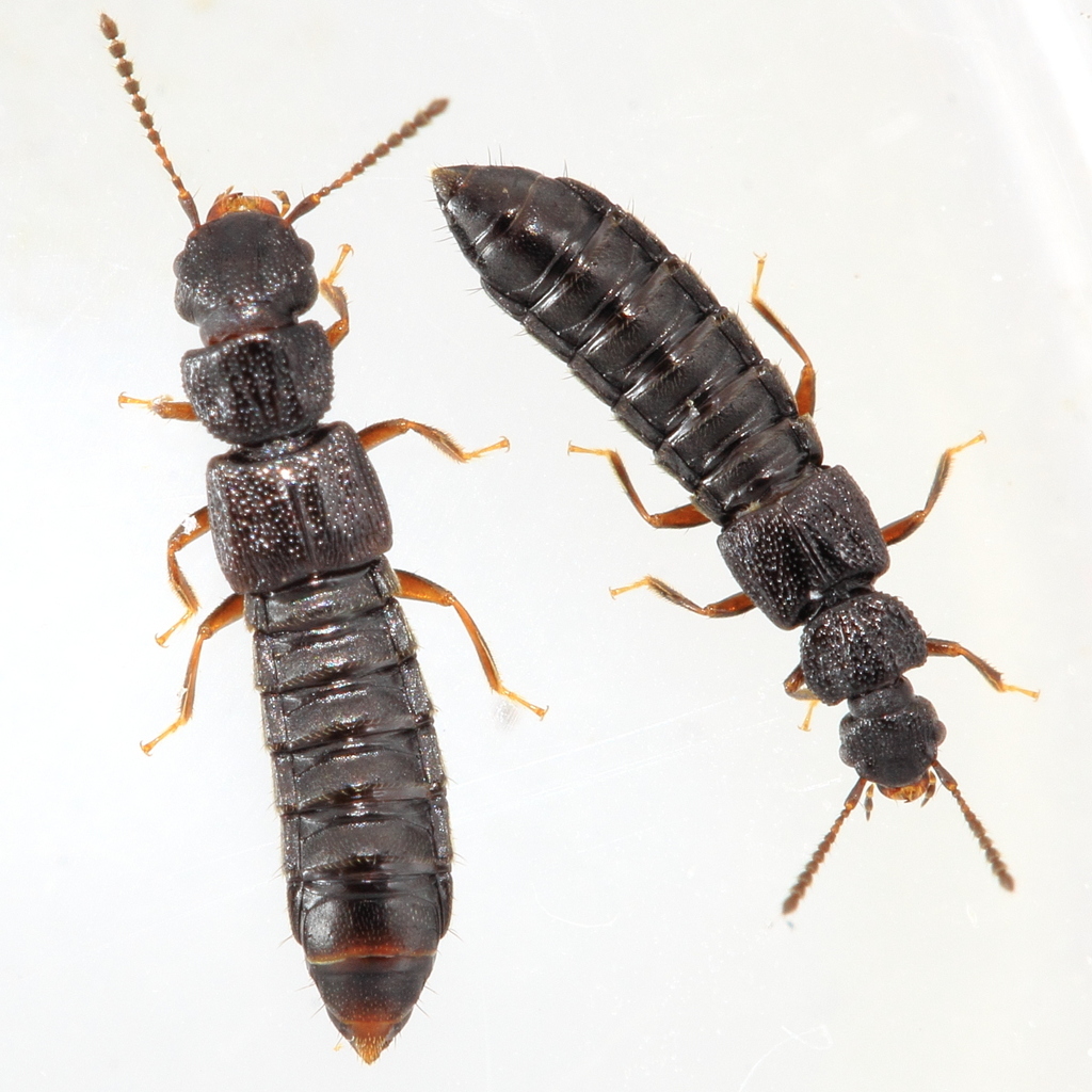 Oxytelus rugulosus from Horner Pk., Richmond Hill, ON, Canada on May 23 ...