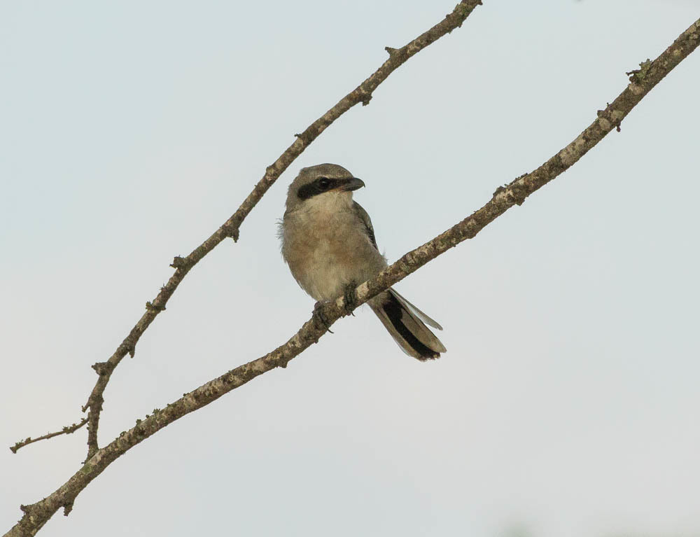 Loggerhead Shrike from Dick Kleberg Park Lake, Kingsville, TX 78363 ...