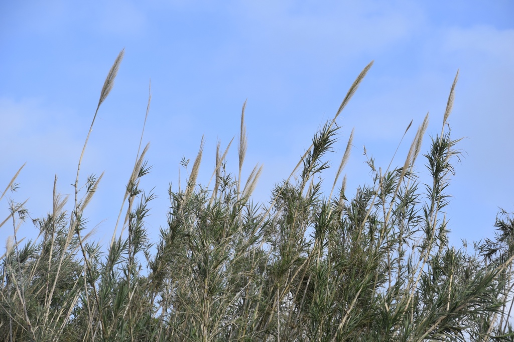 giant reed from Devonshire Marsh, Bermuda, BM on February 19, 2022 at ...