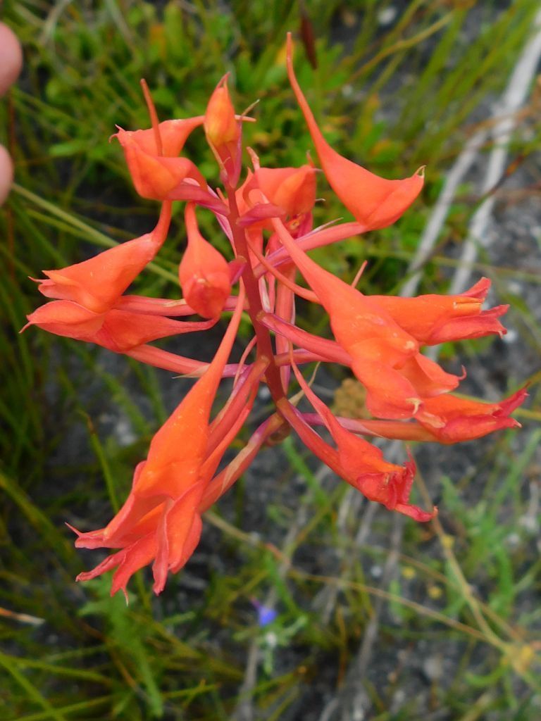 Cluster Disa from Greyton Nature Reserve, South Africa on February 20 ...