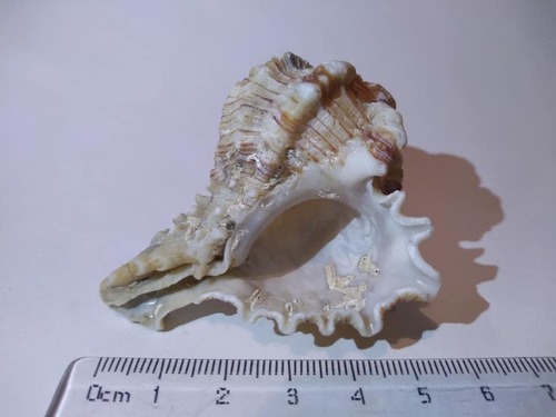 Giant Atlantic Murex (North carolina marine molluscs) · iNaturalist