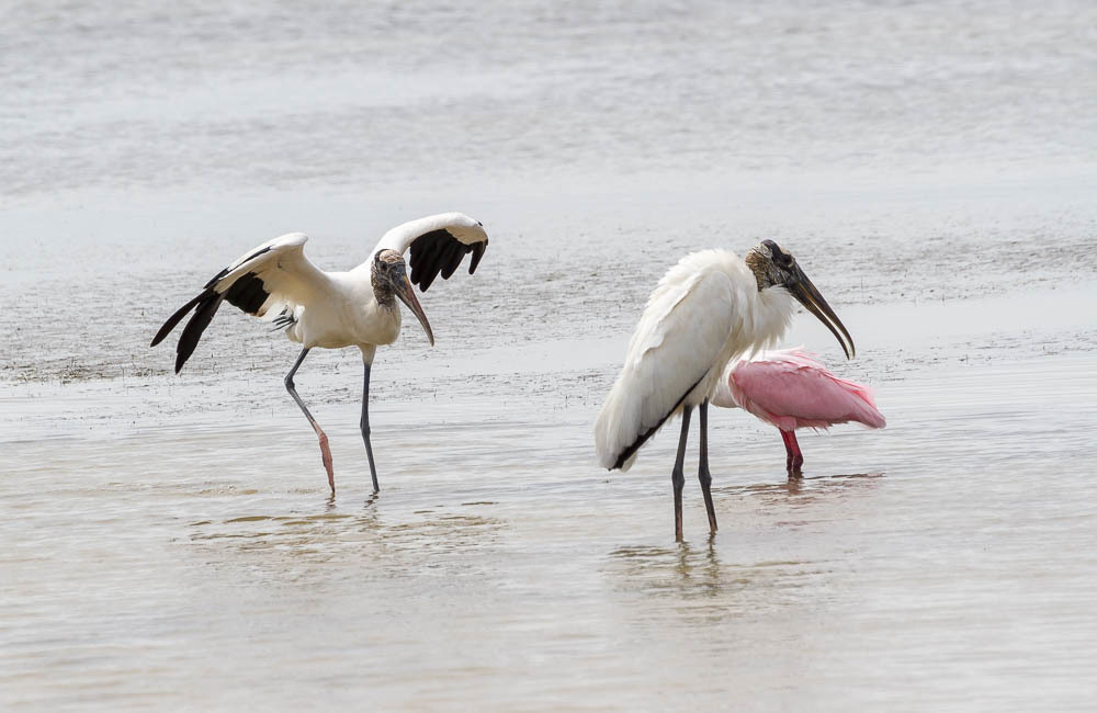 Wood Stork from 3864 FM3280, Palacios, TX 77465, USA on September 27 ...